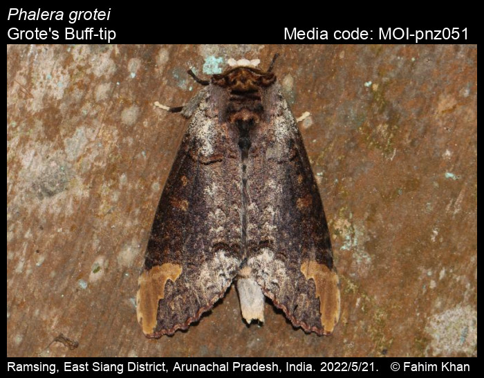 Phalera grotei | Moths